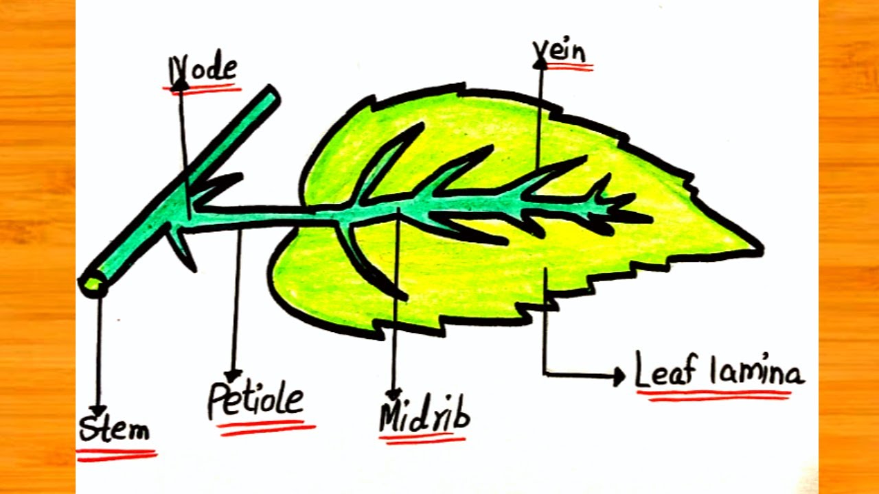How to draw parts of a leaf | Parts of a Leaf | Leaf drawing | Label ...