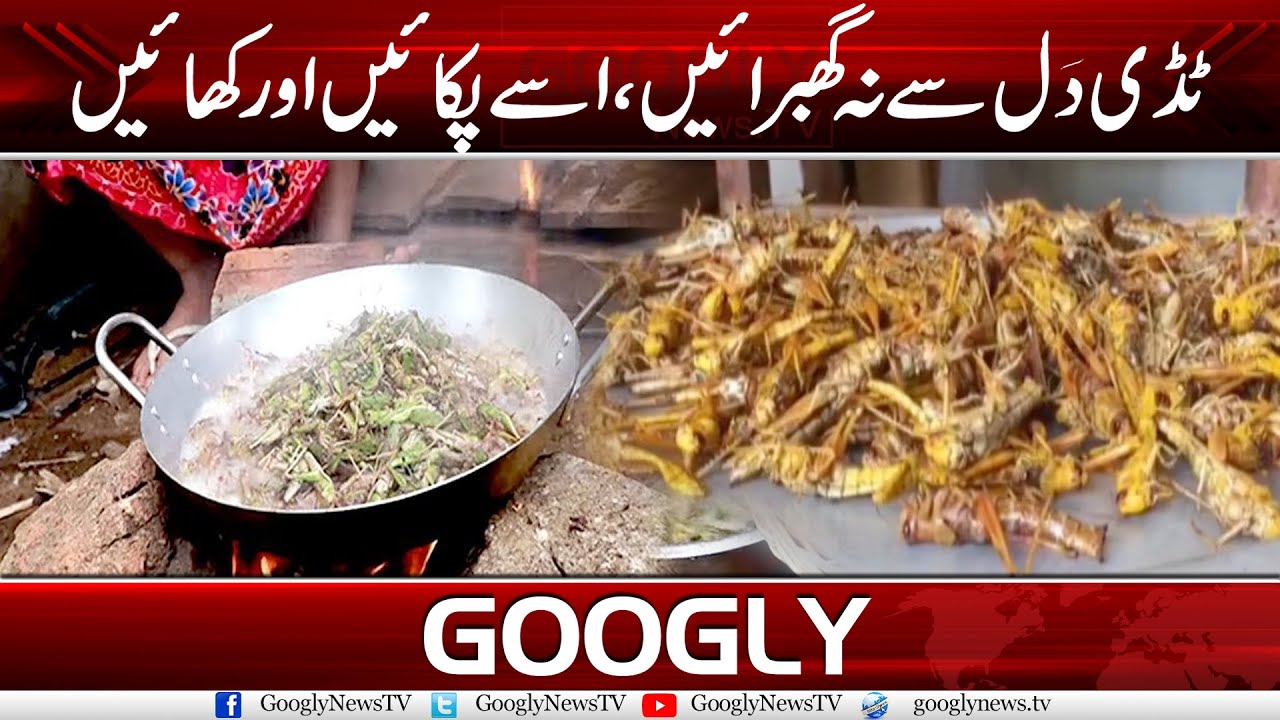 Don't Be Afraid Of Locust. Cook And Eat It | Googly News TV - YouTube