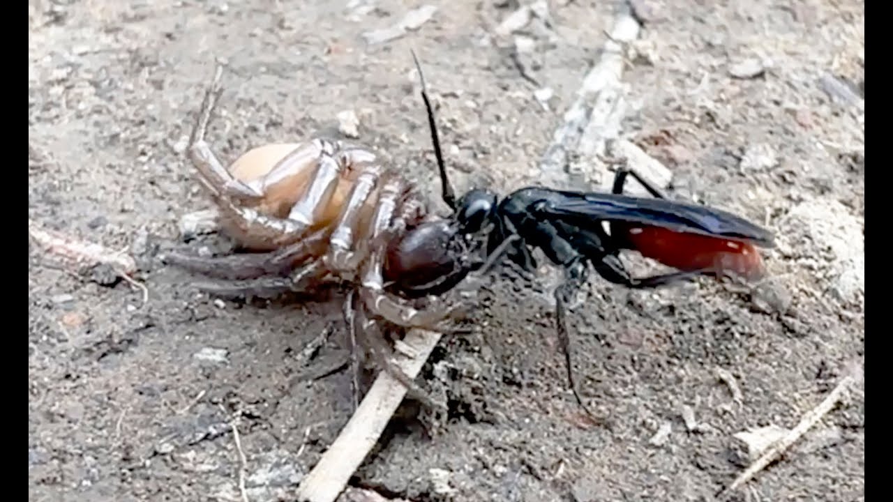 Mud dauber wasp dragging paralyzed trapdoor spider - YouTube