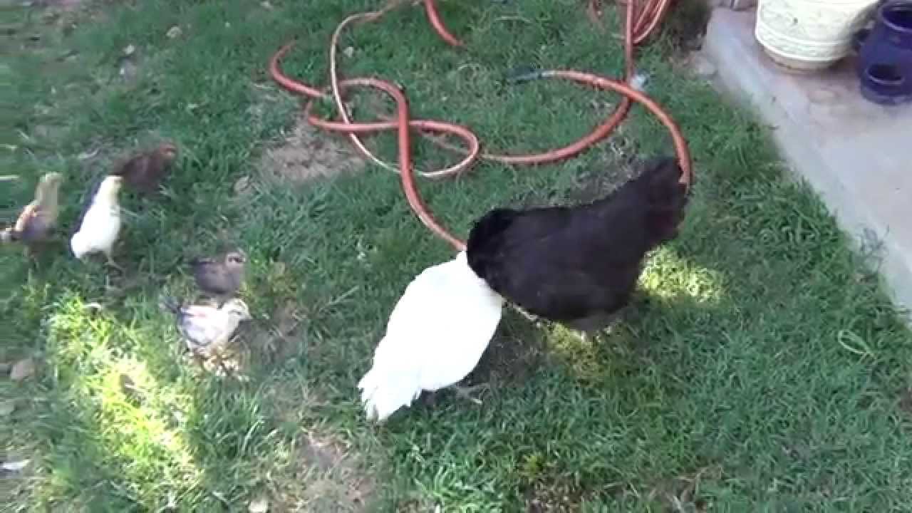 Hen fights to protect babies - YouTube