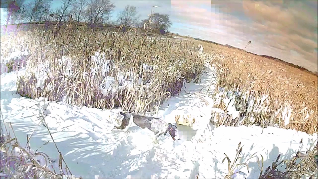 Pheasant Hunting Minnesota 2016 - YouTube