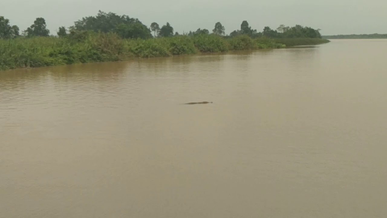 Jumpa buaya di sungai rokan - YouTube