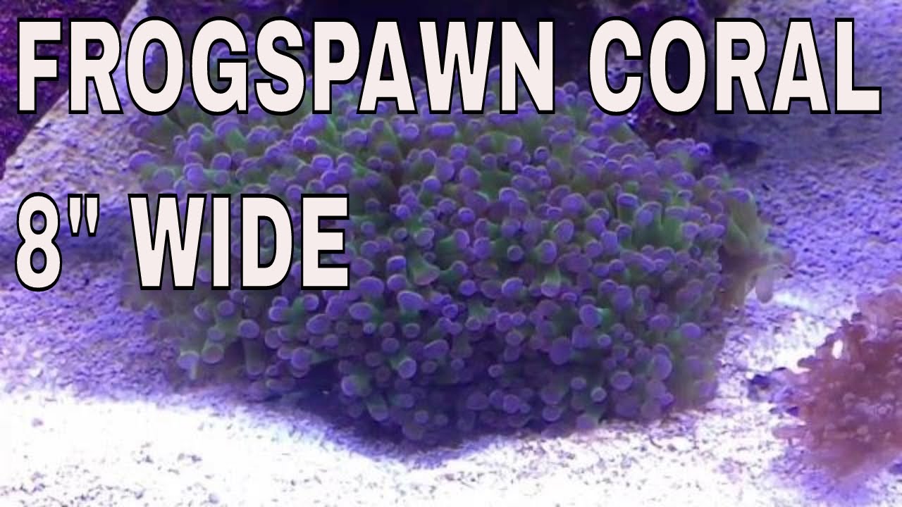 frogspawn coral - YouTube