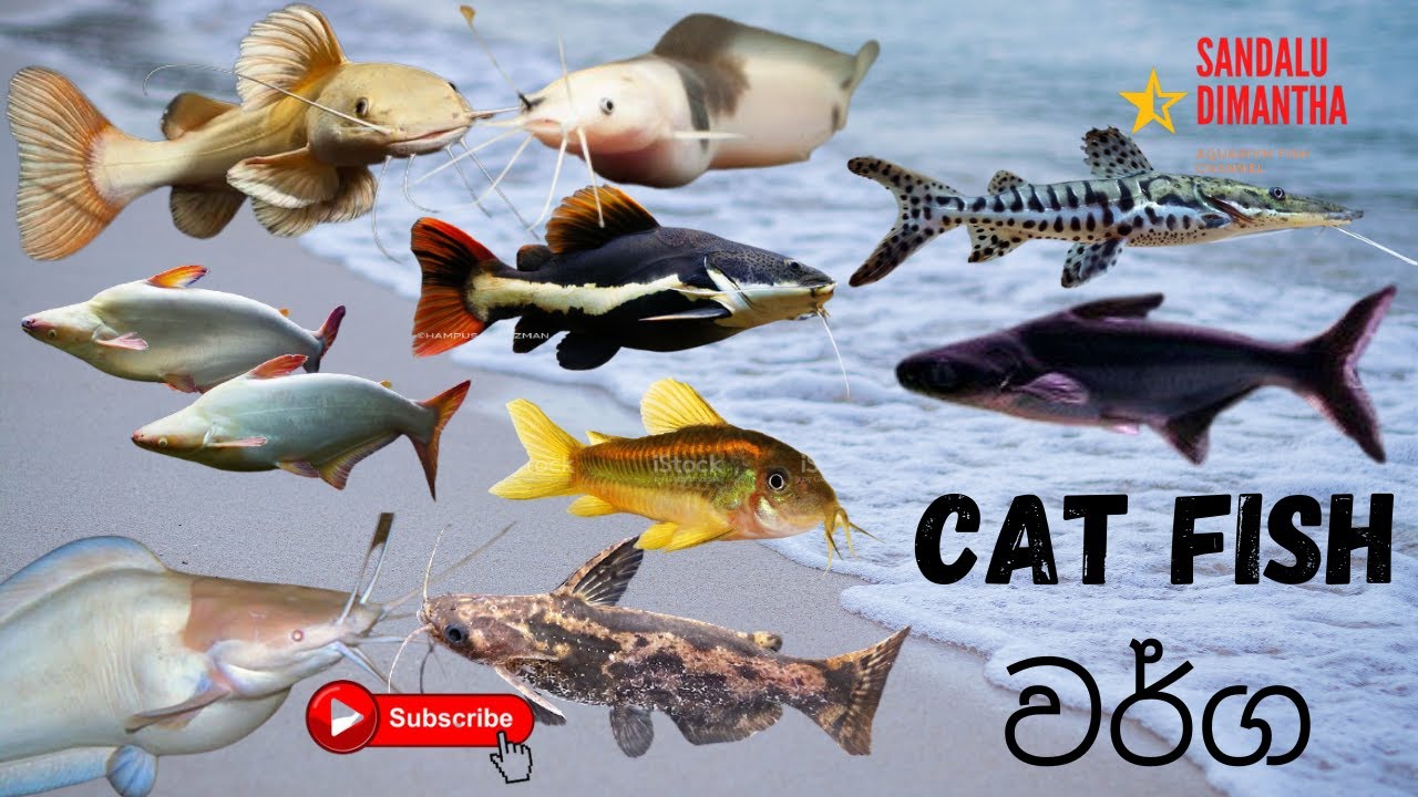 Catfish වර්ග හදුනා ගනිමු - YouTube
