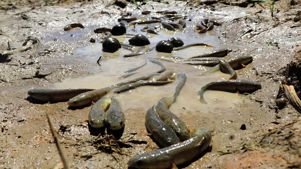 OMG! Found A lot of Baby Snakehead Fish in Mud Water after Recedes ...