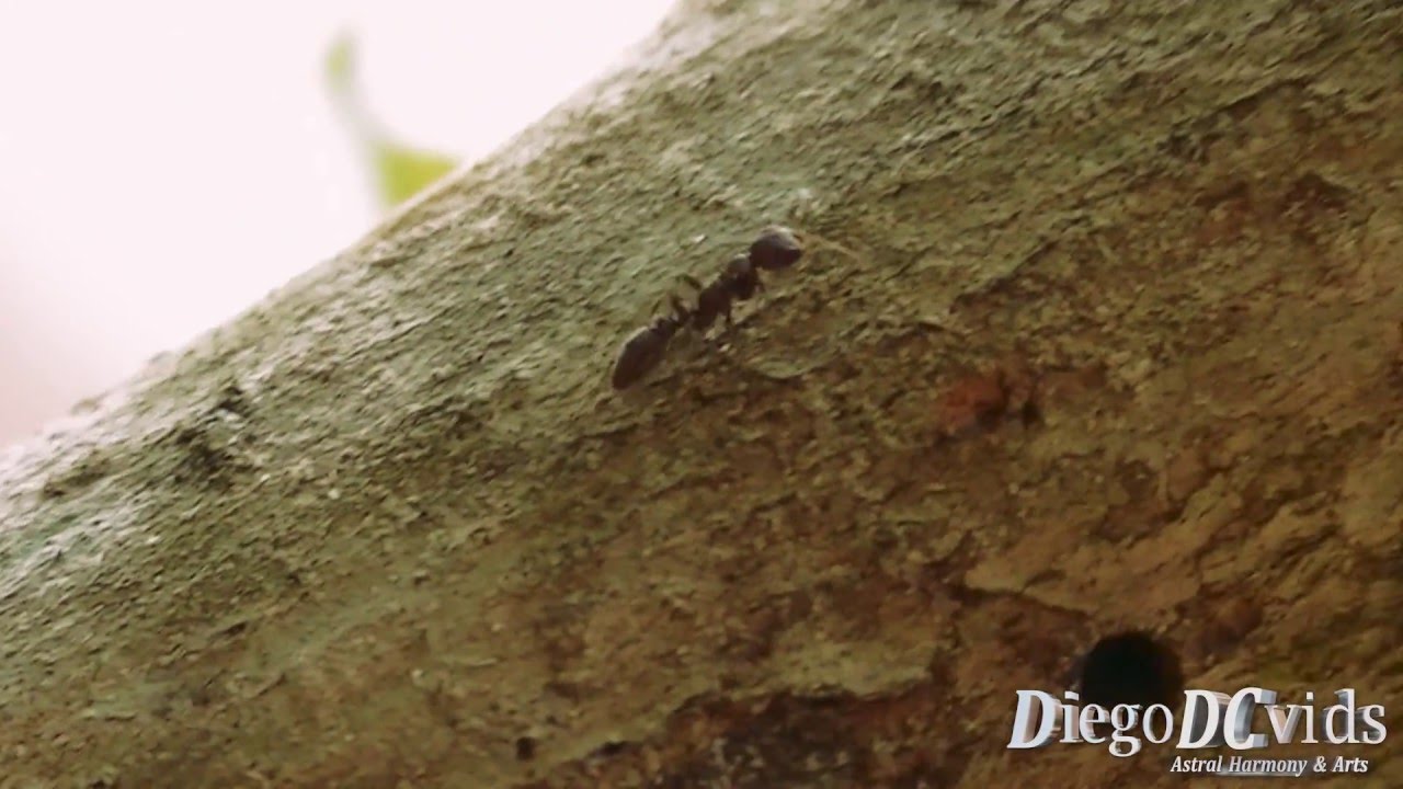 Formiga comprida - clothesline ant - wood ant (Formicidae ...