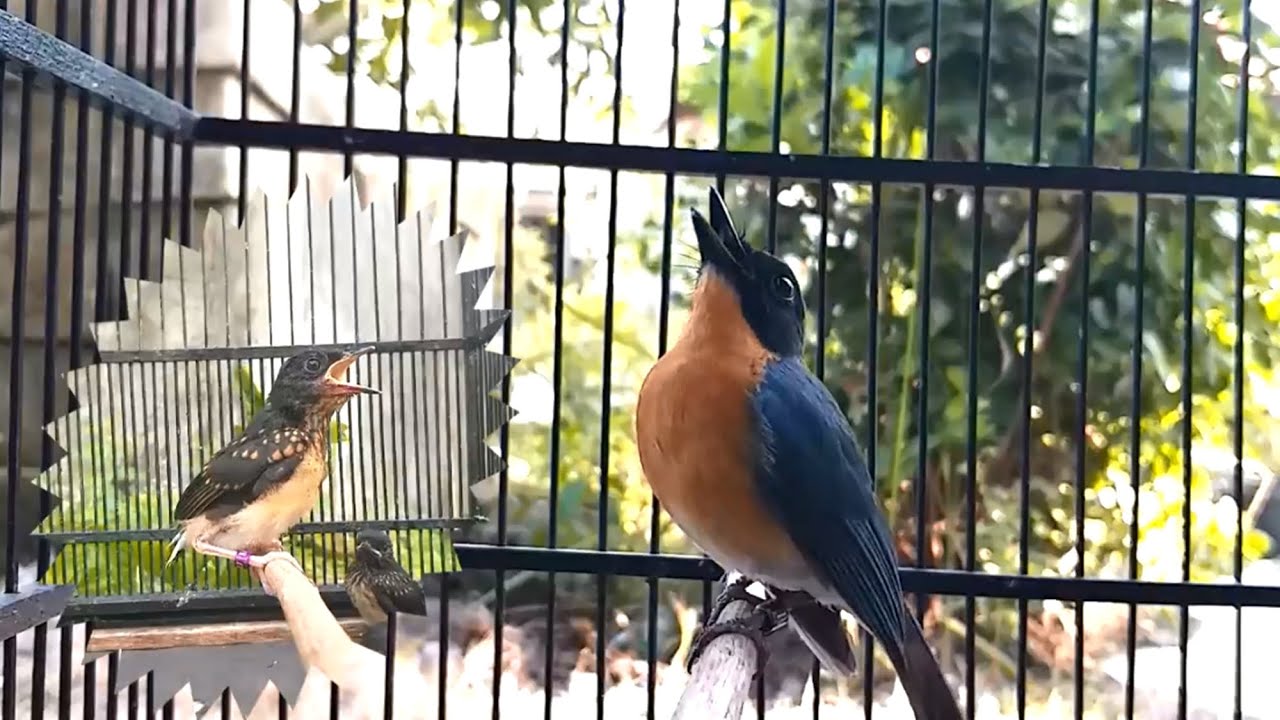 Suara Tledekan Gunung Jantan FULL GACOR ‼️ Masteran AMPUH buat isian ...