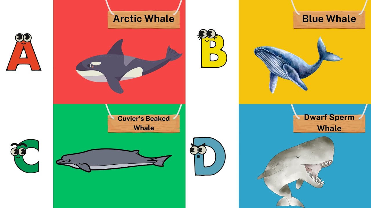 ABC Whale Song 🌊 | A to Z Whales and Ocean Wonders | Fun Learning for ...