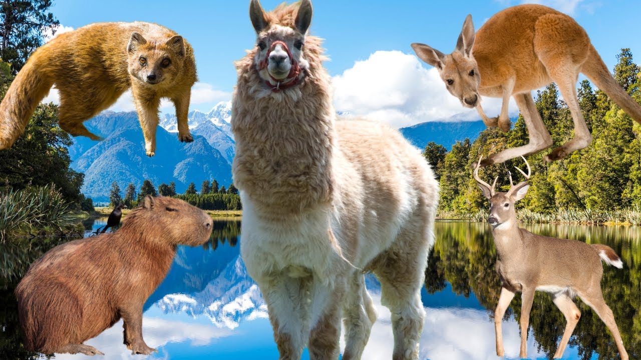 funny animal sounds alpaca, kangaroo, capybara, bear, deer, rhinoceros ...