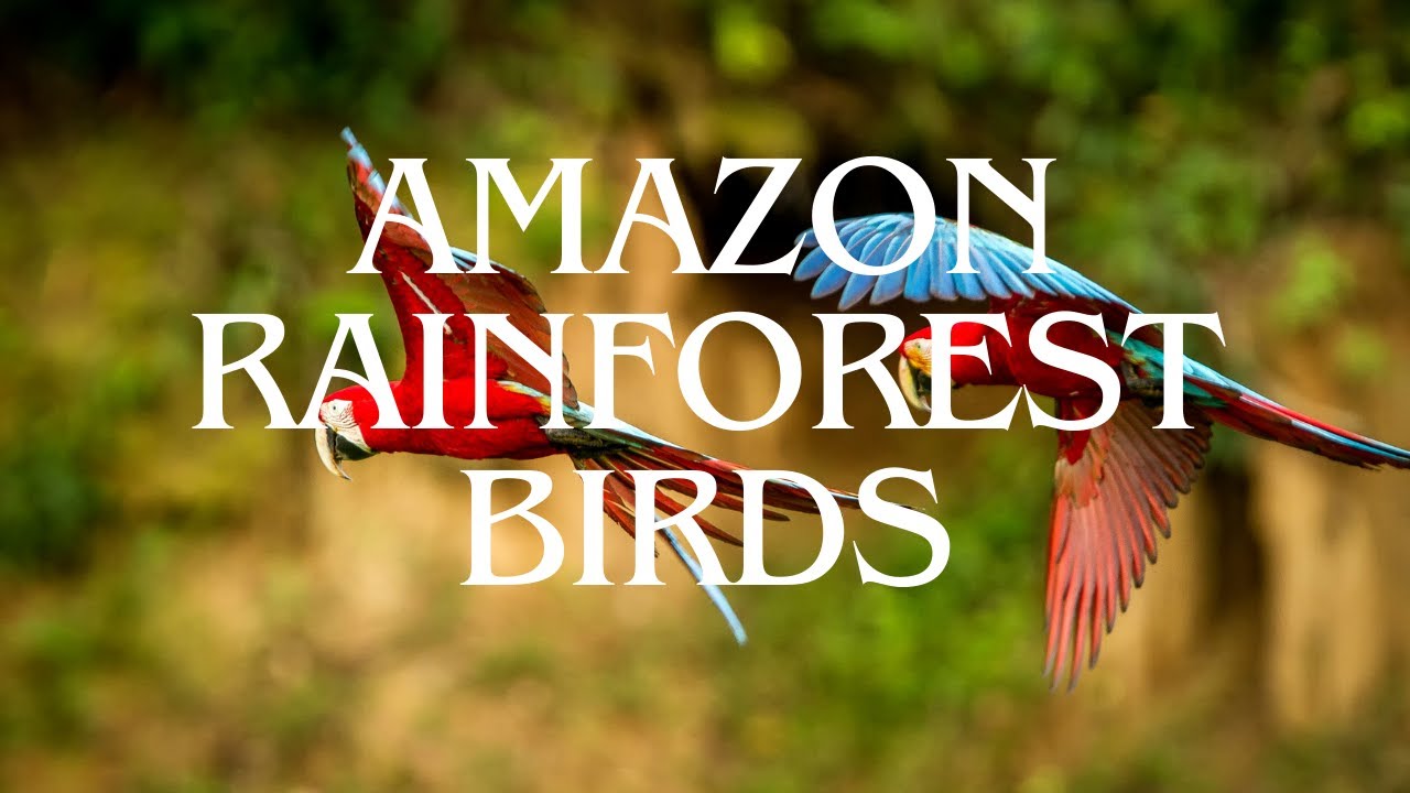50 Amazon Birds, Amazon Rainforest Birds, Documentary on life in the ...
