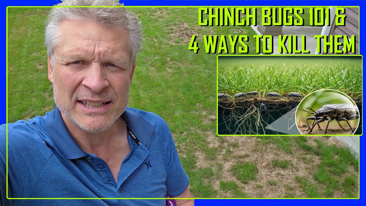 EASY FAST - How To Spot & Kill Chinch Bugs In Your Yard! - YouTube