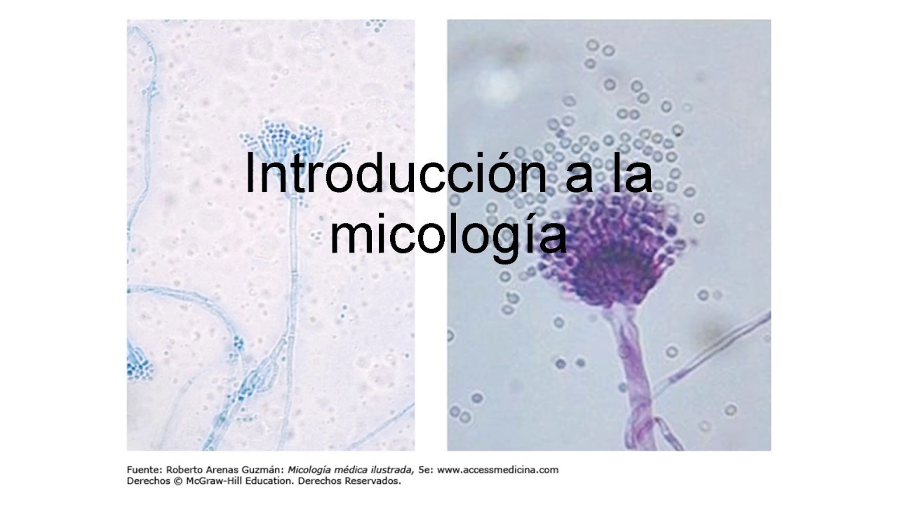 Introducción a la micología | Curso de Micologia Gratis - YouTube