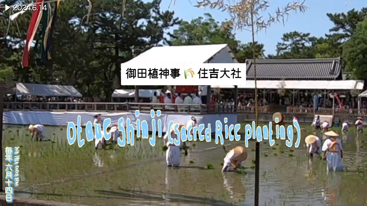 令和六年 御田植神事「田植歌（田植踊）」 🌾 Otaue Shinji (Sacred Rice Planting) ⛩️ 住吉大社 ...