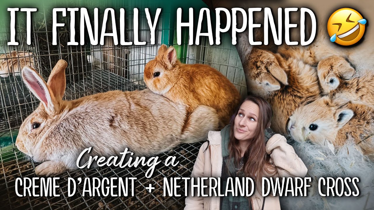 Finally, IT WORKED! 😂 I bred a Netherland Dwarf to a full-sized Creme d ...
