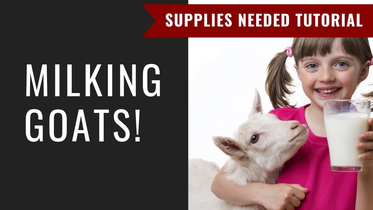 Milking Goats! Get Prepared! Day 4: Prepare for Goats 5-Day Challenge ...