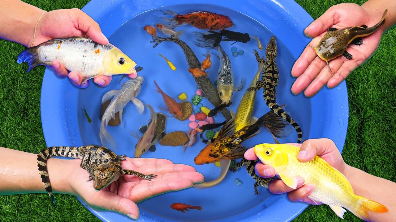 Black King Fish Ping Pong Crocodile Catfish Carp Koi Betta Pleco ...