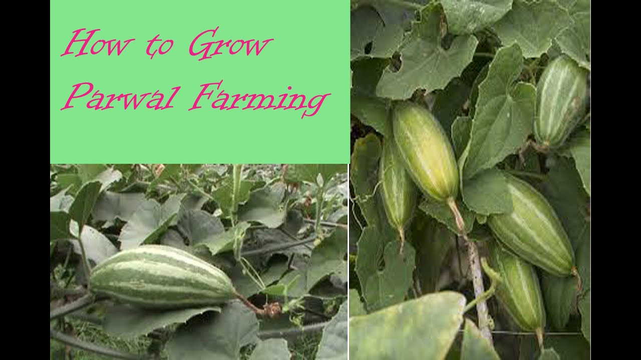 Parwal farming /परवल की खेती करने का सरल तरीका - YouTube