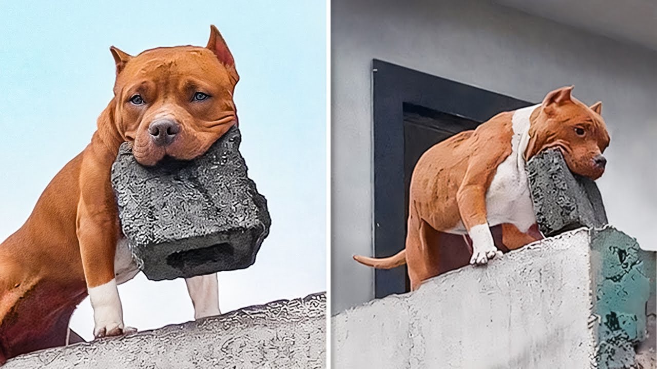 LA RAZÓN POR LA QUE TENER UN PERRO ES MUY MOLESTO - YouTube