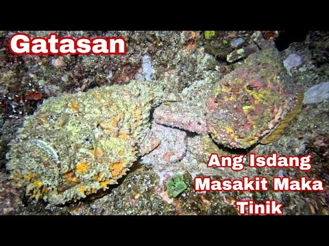 Ep707 dive 1 gatasan Ang isdang Masakit Maka Tinik night spearfishing Philippines 