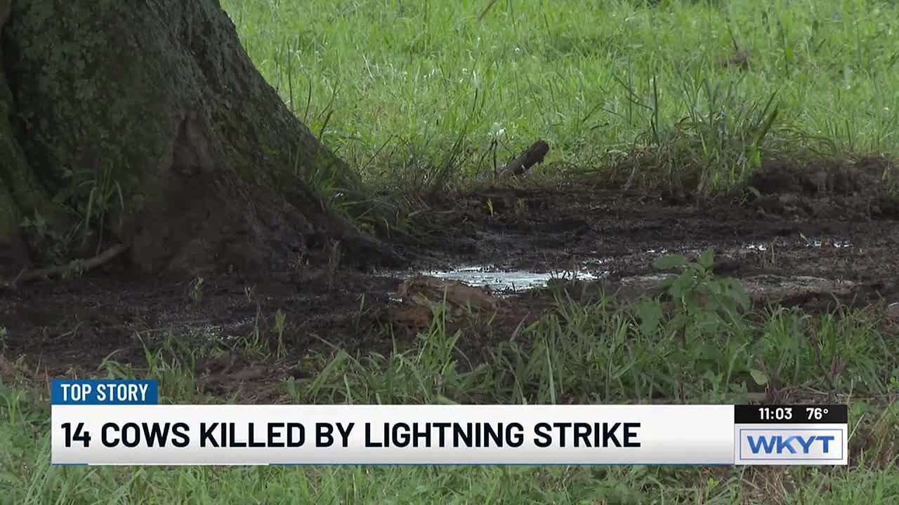 Over a dozen cows killed in lightning strike - YouTube