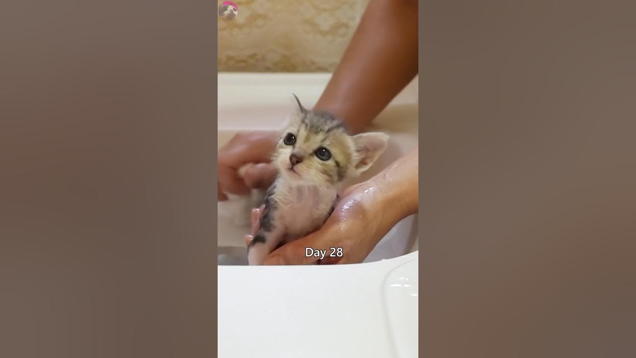 Timelapse Rescued Kitten Day 1 - Day 100 Cute😍😍 #kucing #kucinglucu #kitten #suaraanakkucing ...