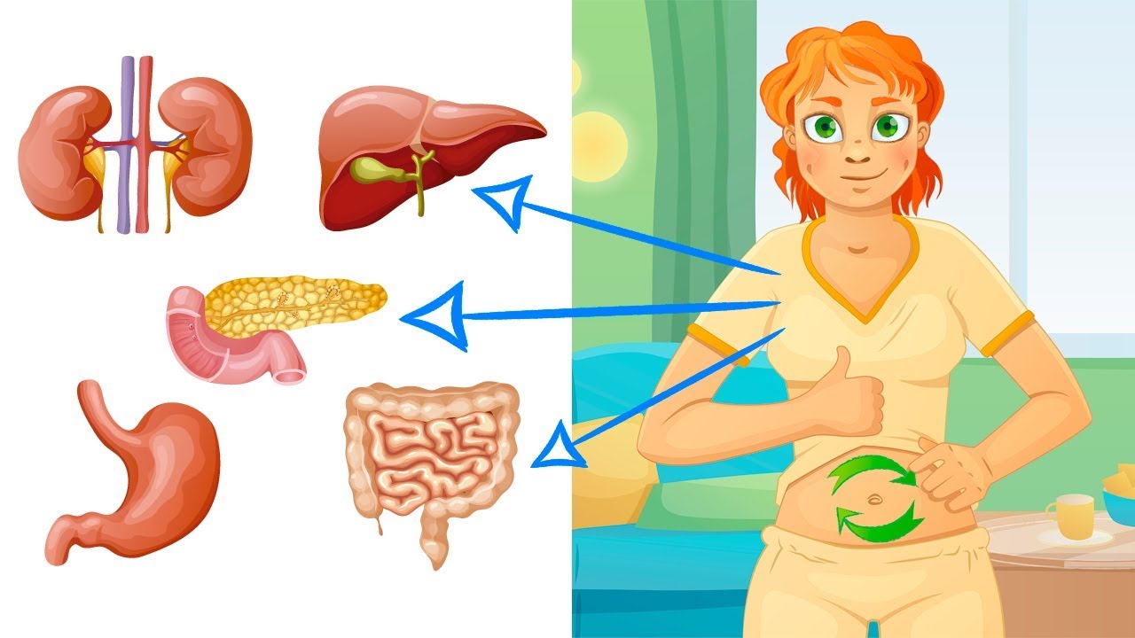 How To Detox Your Organs For A Complete Body Cleanse Youtube