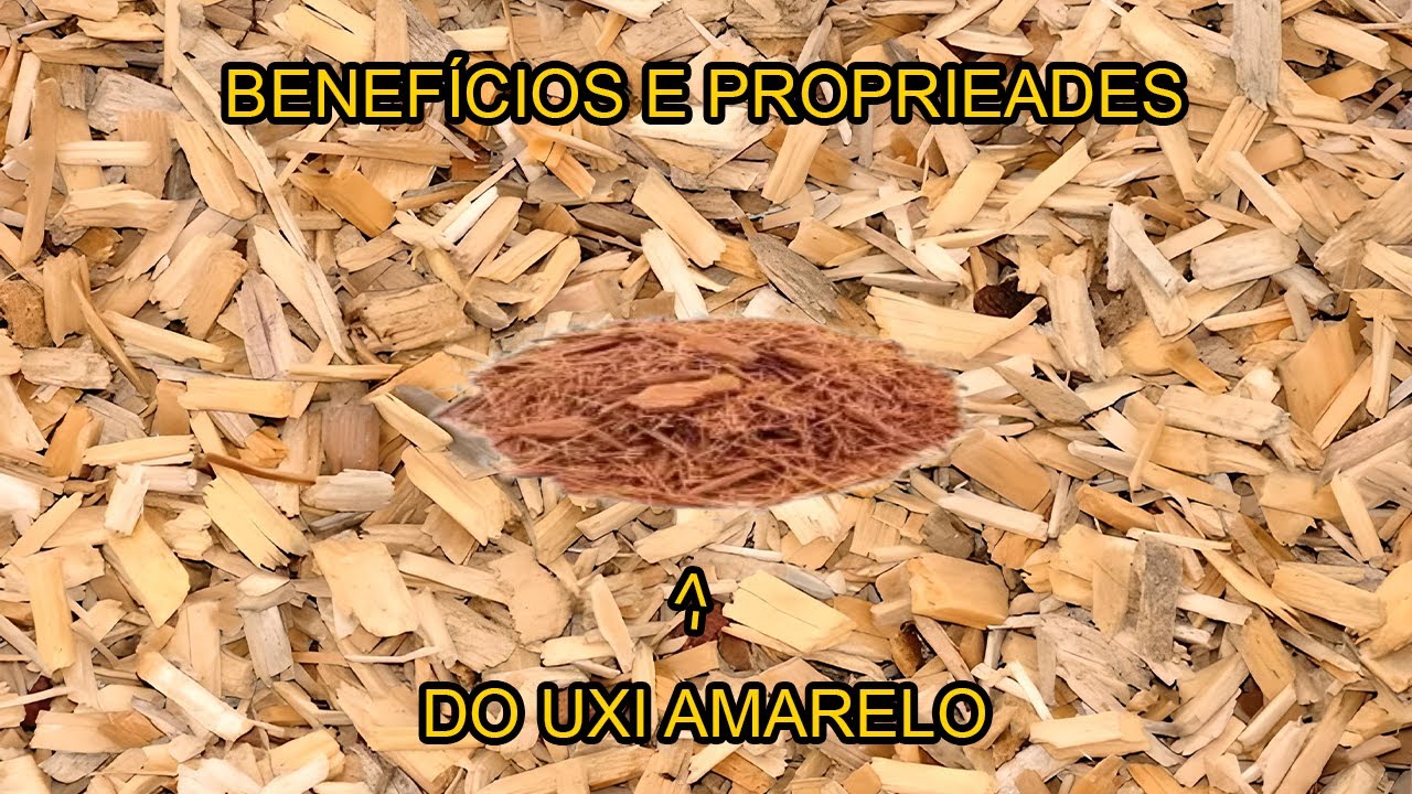 Benefícios e Propriedades do uxi amarelo.- Silvano Ervas e Raízes ...