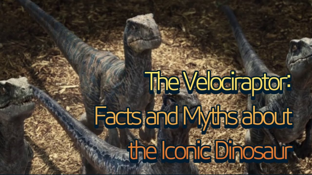 The Velociraptor: Facts and Myths about the Iconic Dinosaur (#dinosaur ...