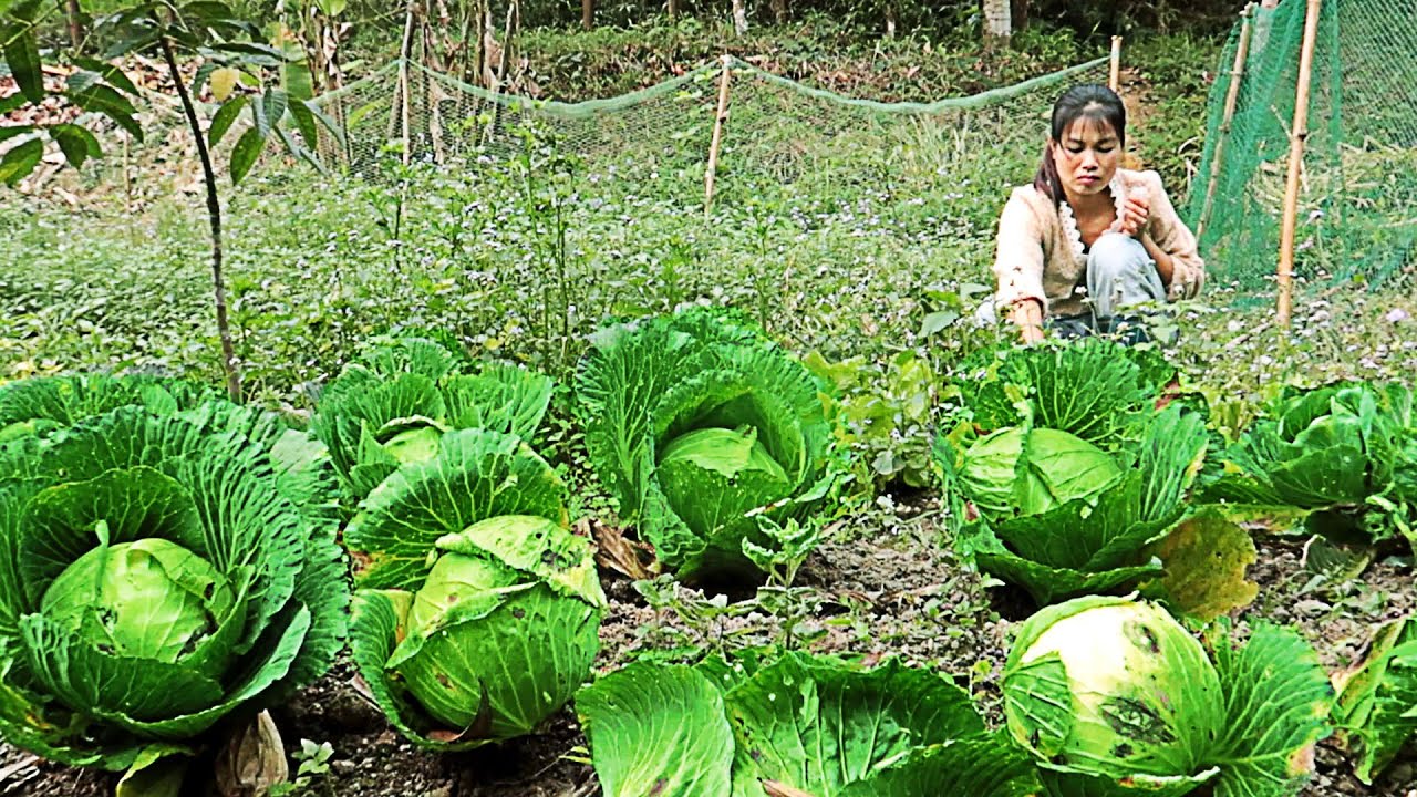 the process of growing zucchini for the new crop. rural life - YouTube