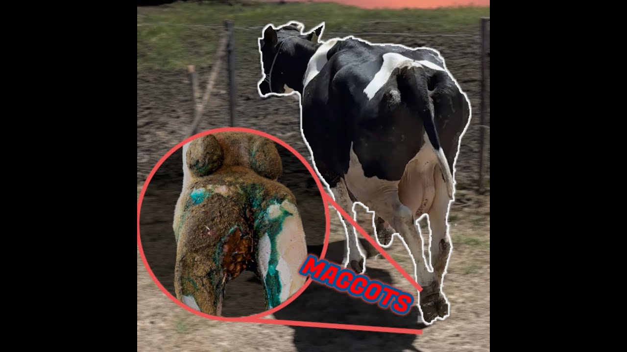 Hoof Was Infested… Maggots in a Cow's Hoof 🐄🐄 - YouTube