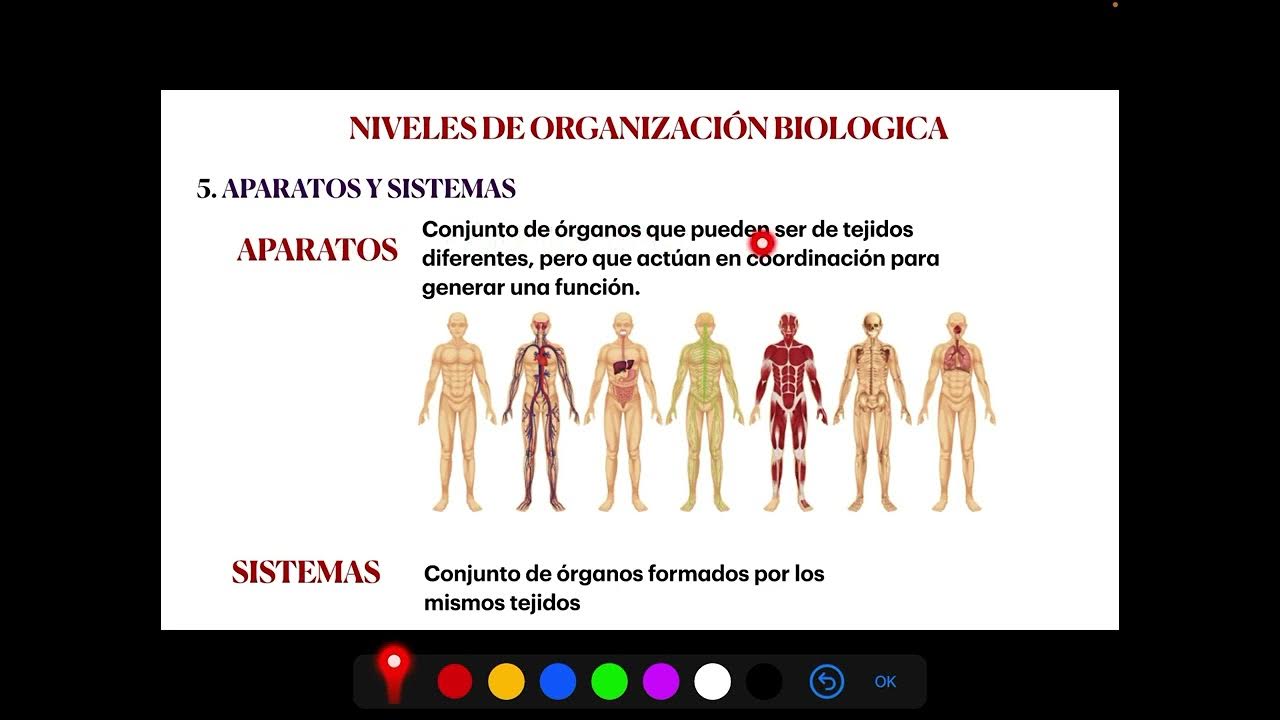 Niveles de organización biológica - YouTube
