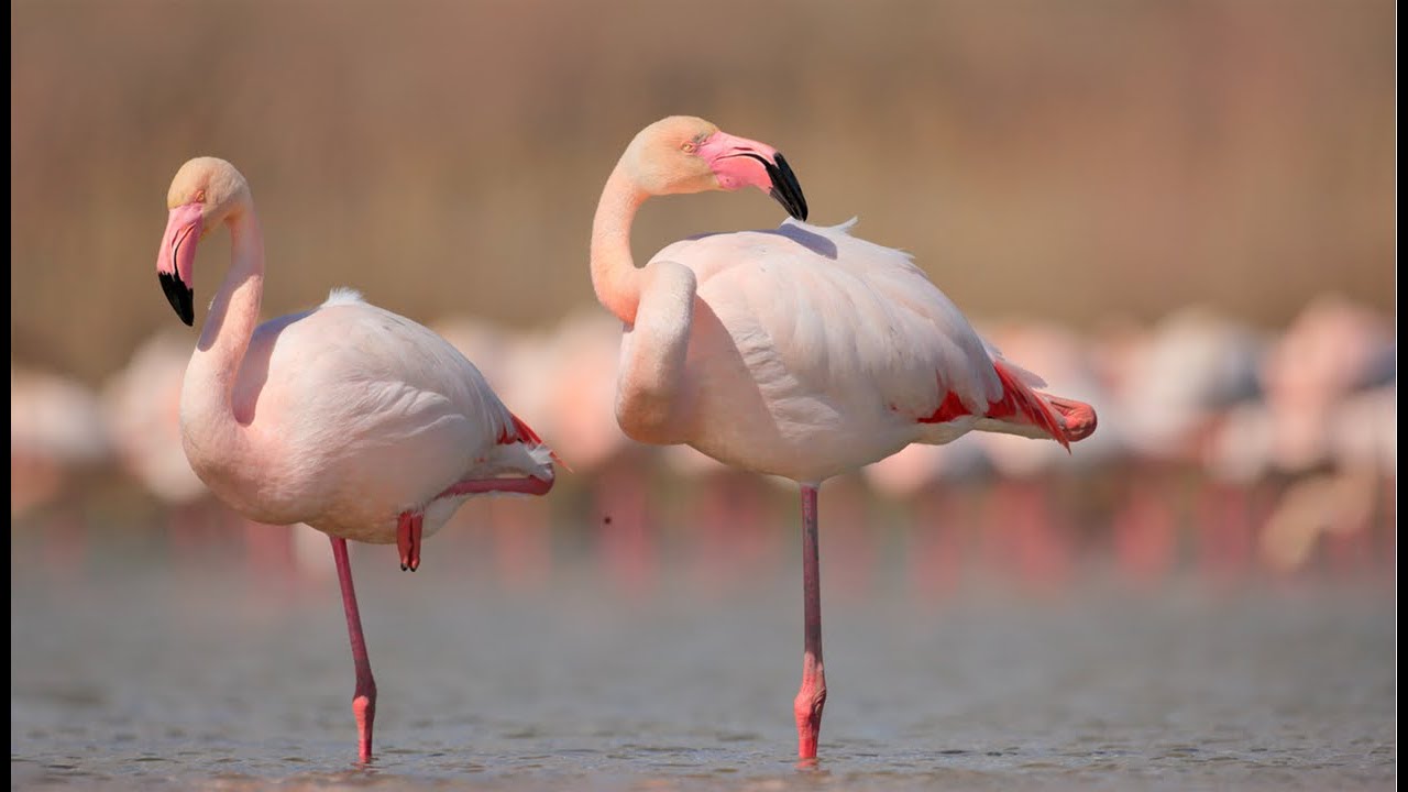 A Beautiful flamingo Birds - YouTube