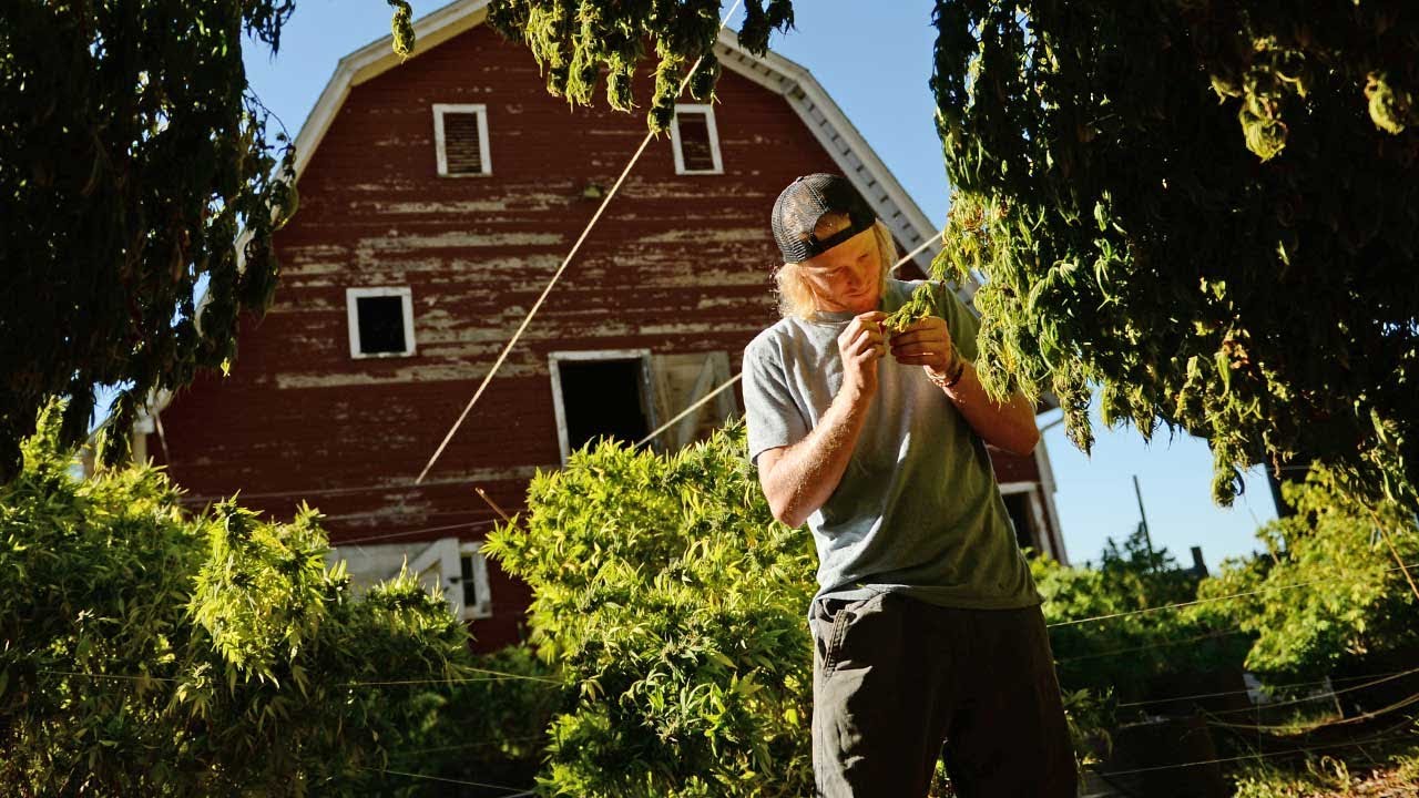 He grows hemp for CBD; He's starting an edibles biz | The Cannabist ...