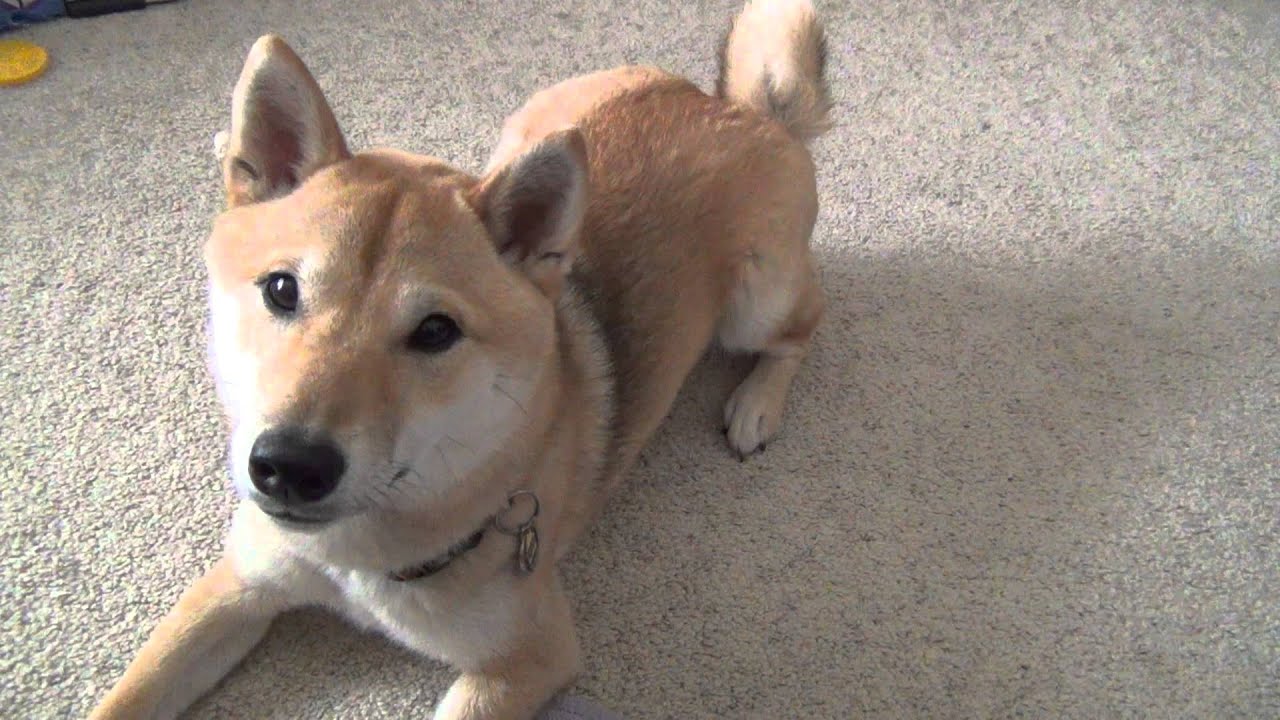 Shiba inu rolling over - YouTube