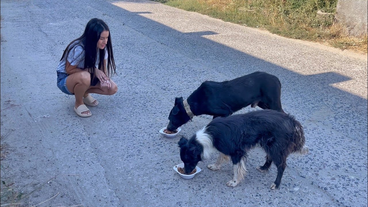 Watch These Stray Dogs Fall in Love in Less than Minute - YouTube