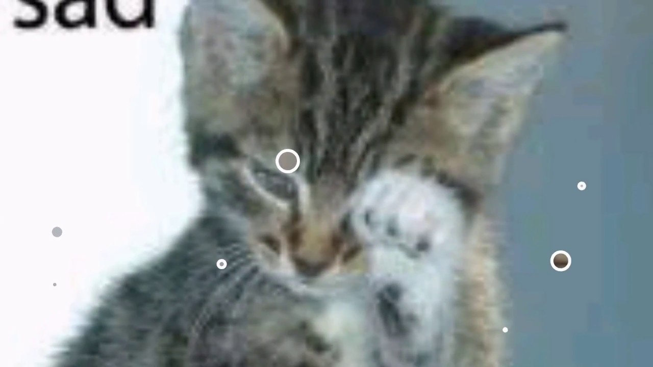 Very sad cats pictures . Cats pi - YouTube