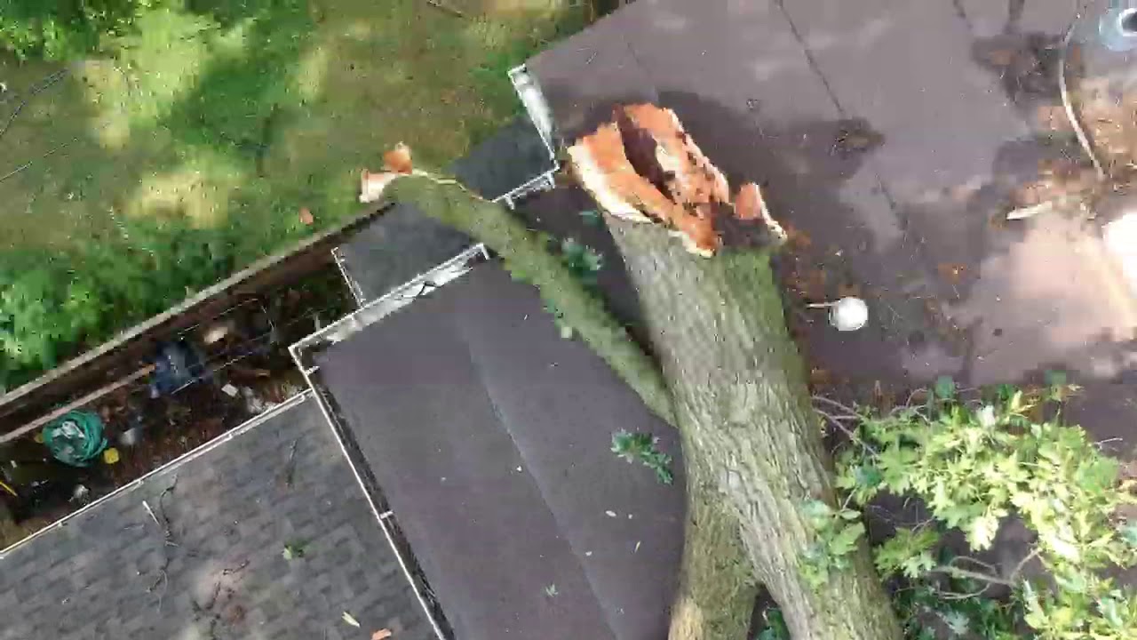 Fallen tree on Laws street - YouTube