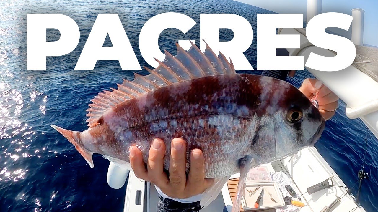 DEEP FISHING : traque du pagre au madai ! - YouTube