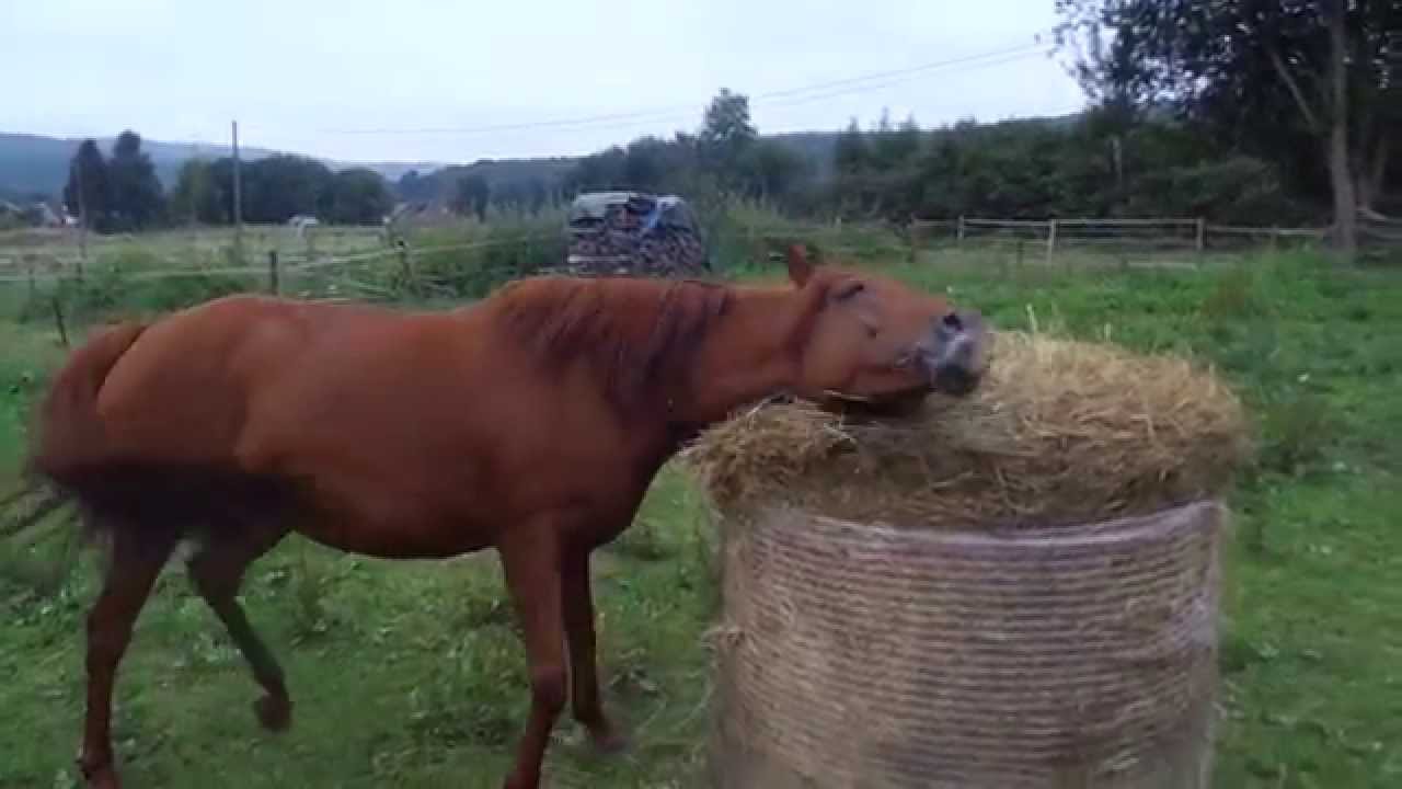 sensuel-chevauchement... - YouTube