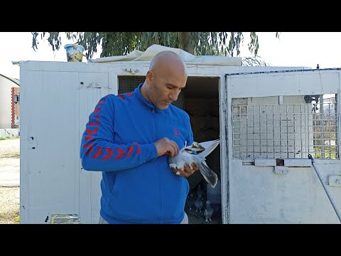 Tek deki bozuma atmaca vurdu derisini almış
