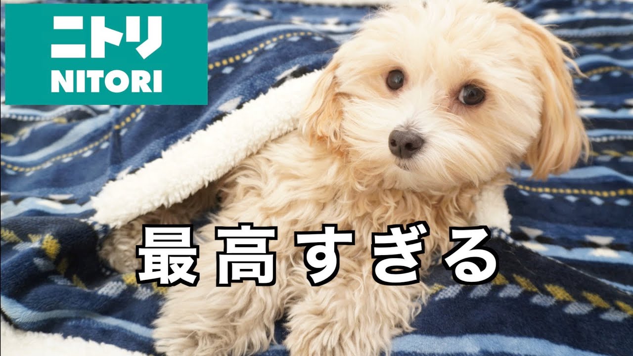 ニトリの犬用グッズがお気に入りすぎて取り合いになっちゃう犬たちw【犬グッズ】 - YouTube