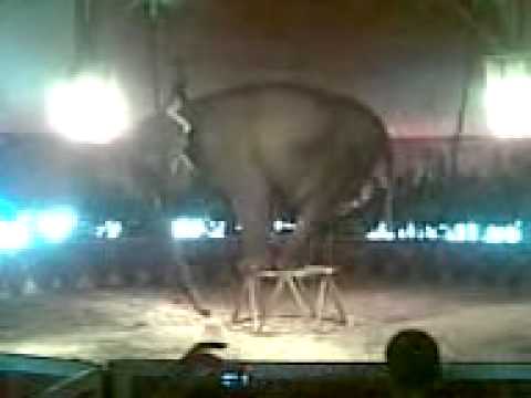 dresaj elefant rosiorii de vede circul gartner by spidy - YouTube