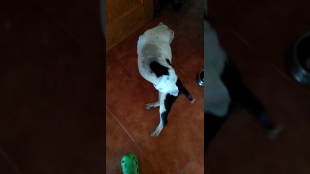PERRO OPERADO DE HERNIA EN REHABILITACIÓN, YA LEVANTADO. CURTIS - YouTube
