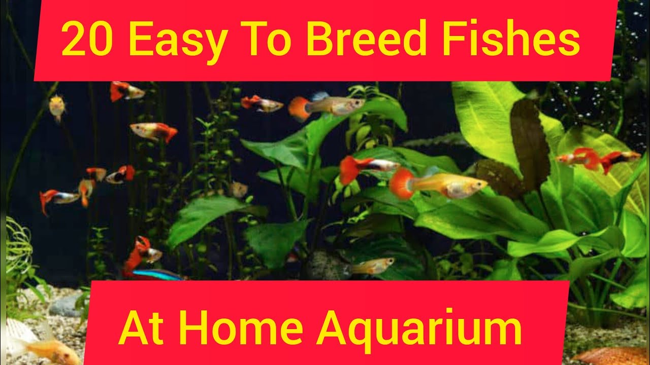 20 Easy to Breed Fish ll Easy Breeding Fishes ll BREEDING Fish - YouTube
