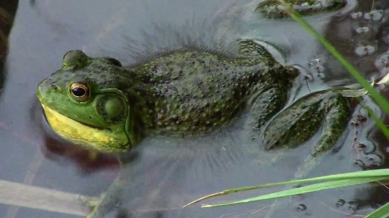 ANOTHER MALE BULLFROG'S MATING CALL - YouTube