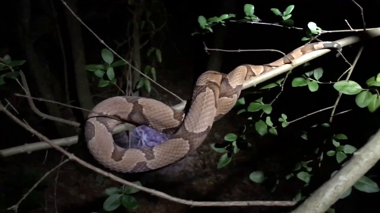 Copperhead In The Tree - YouTube