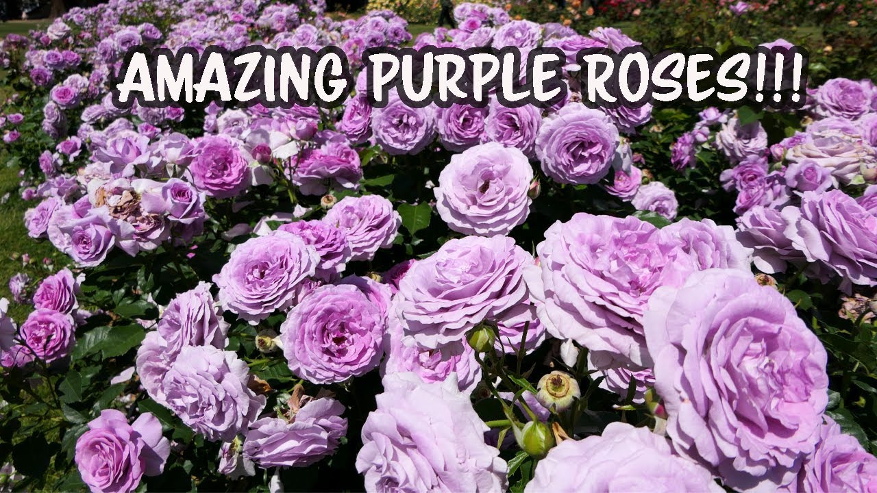 AMAZING PURPLE ROSE! Featuring VIOLET'S PRIDE! 🌸🌸🌸 - YouTube