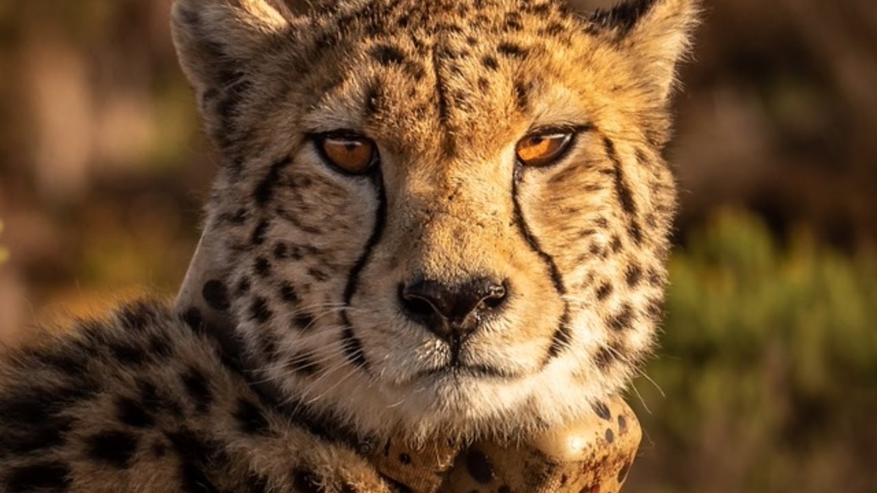 Unveiling Rain: The Extraordinary Life of a Cheetah Super Mom - YouTube