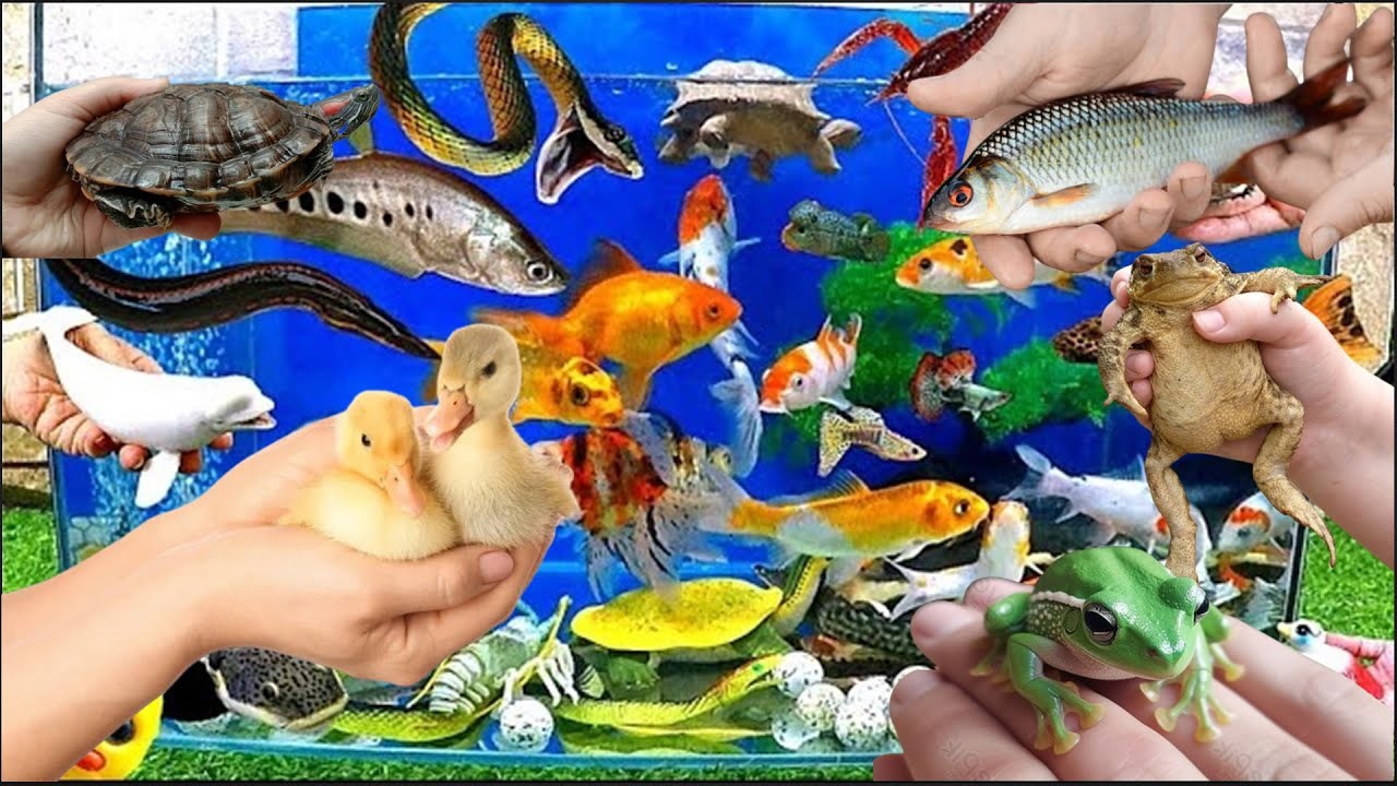 I Found Strange Ornamental Catfish, German Blue Ram, Betta Fish, Guppy ...