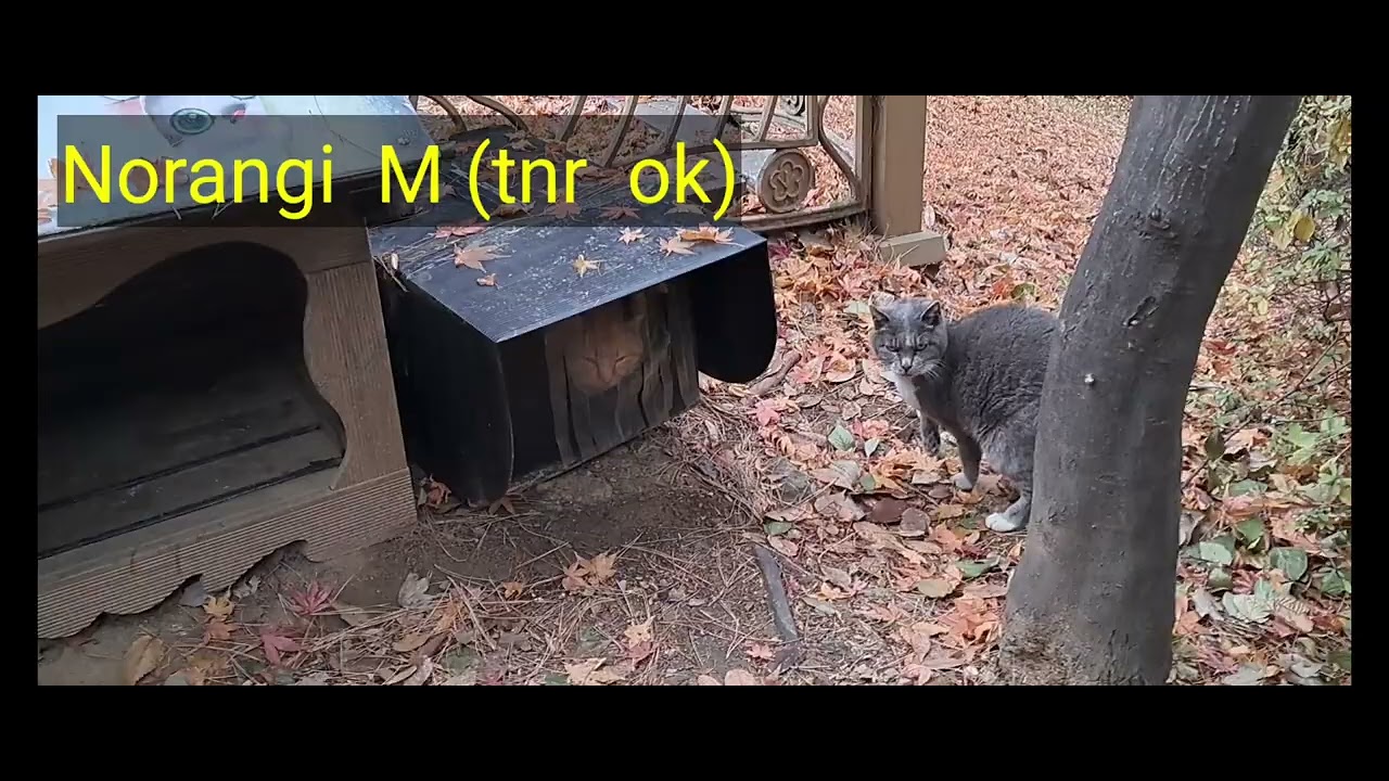 길냥이 말리 부부 이야기 ( The story of the Malee's couple ) - YouTube